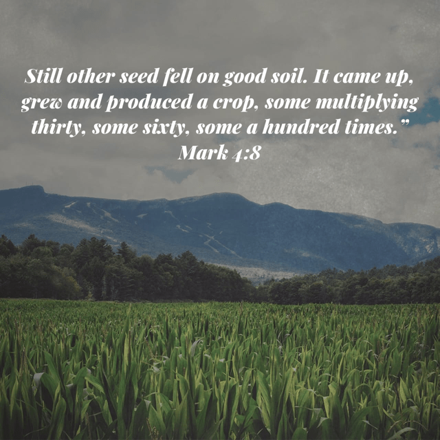 Mark 4 Parable Of Seeds